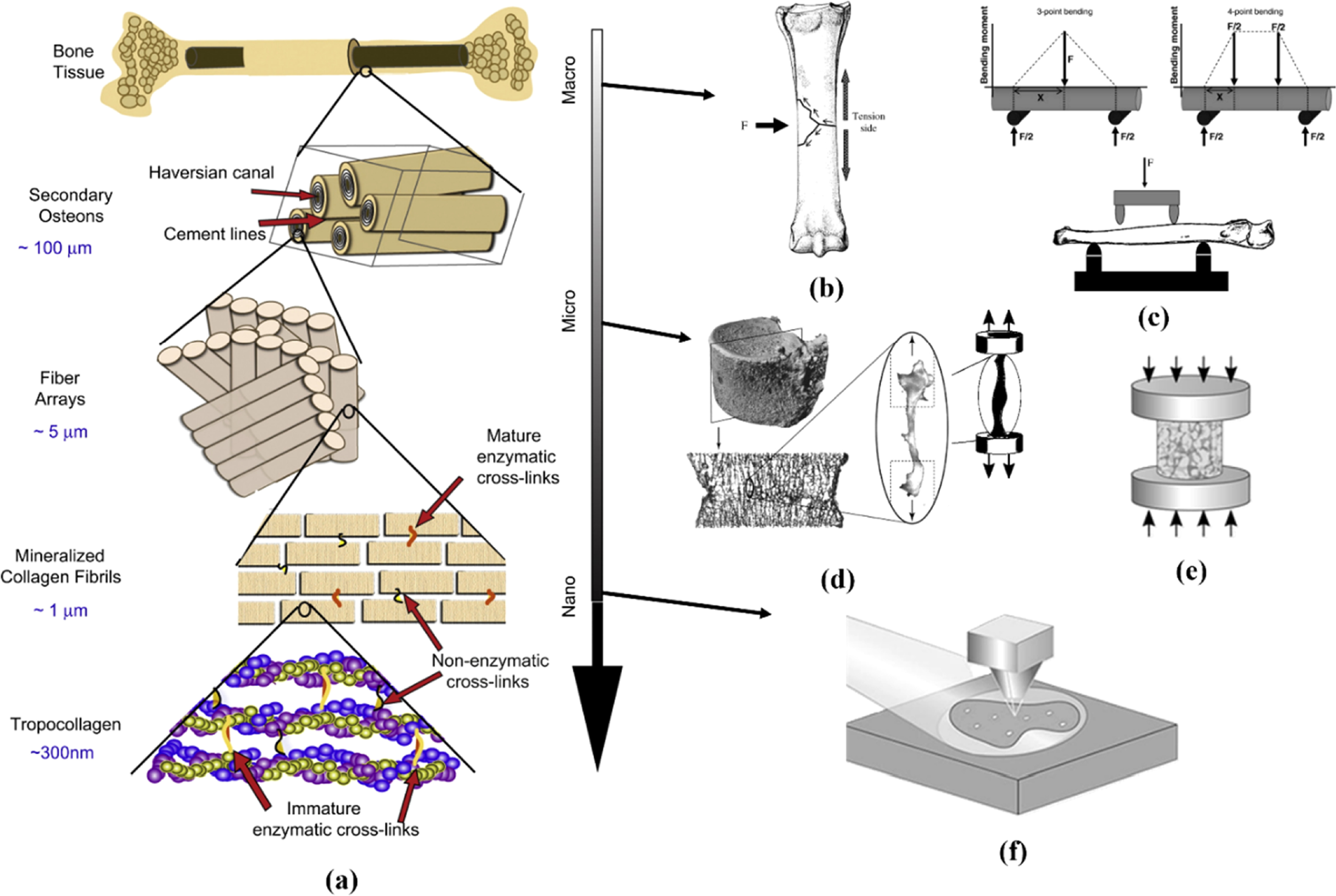 Mechanical properties of whole-body human bones: a review - IOPscience