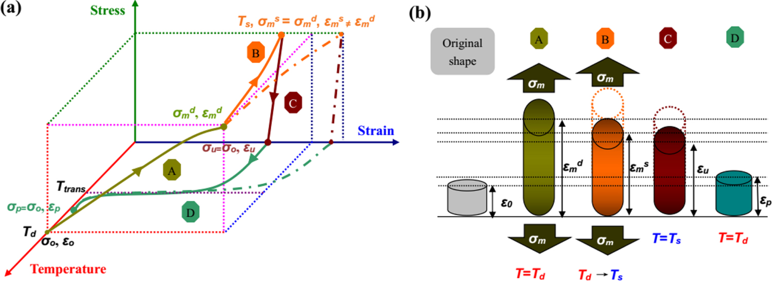 The effect of phthalide cardo structure on the shape memory performance ...