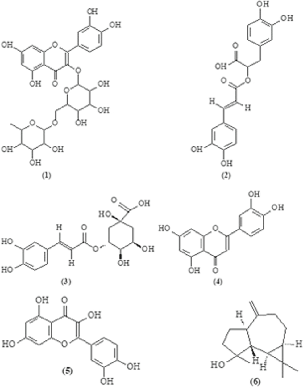 Experimental, theoretical and mathematical studies of Echium italicum L ...