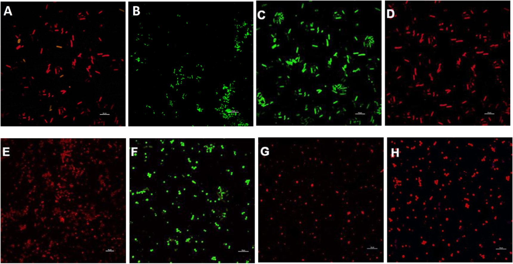Study to elucidate effect of titanium dioxide nanoparticles on ...