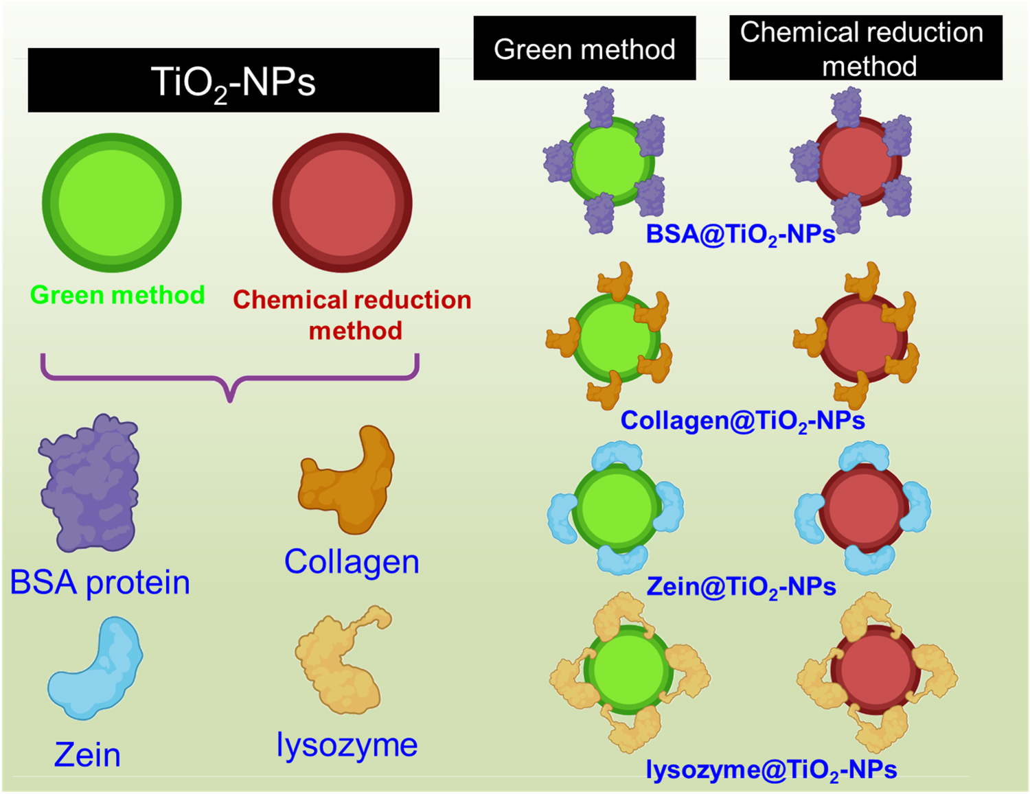 Fabrication of protein-coated titanium dioxide nanoparticles for ...