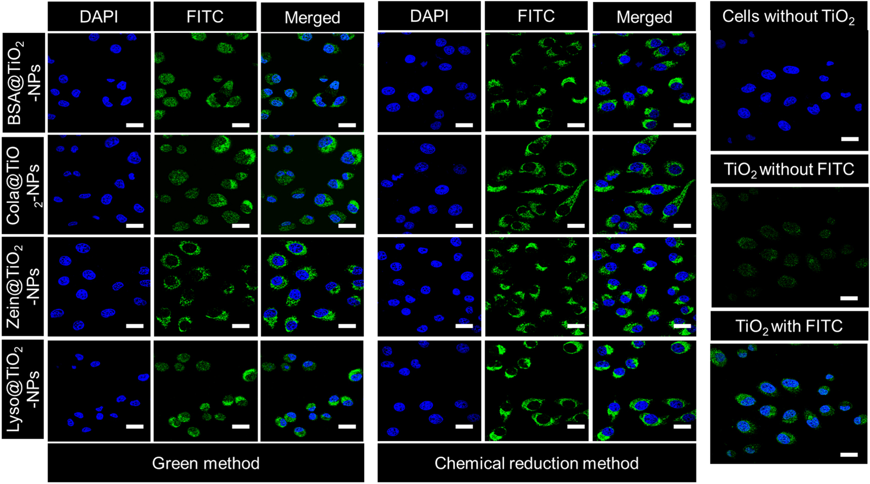 Fabrication of protein-coated titanium dioxide nanoparticles for ...