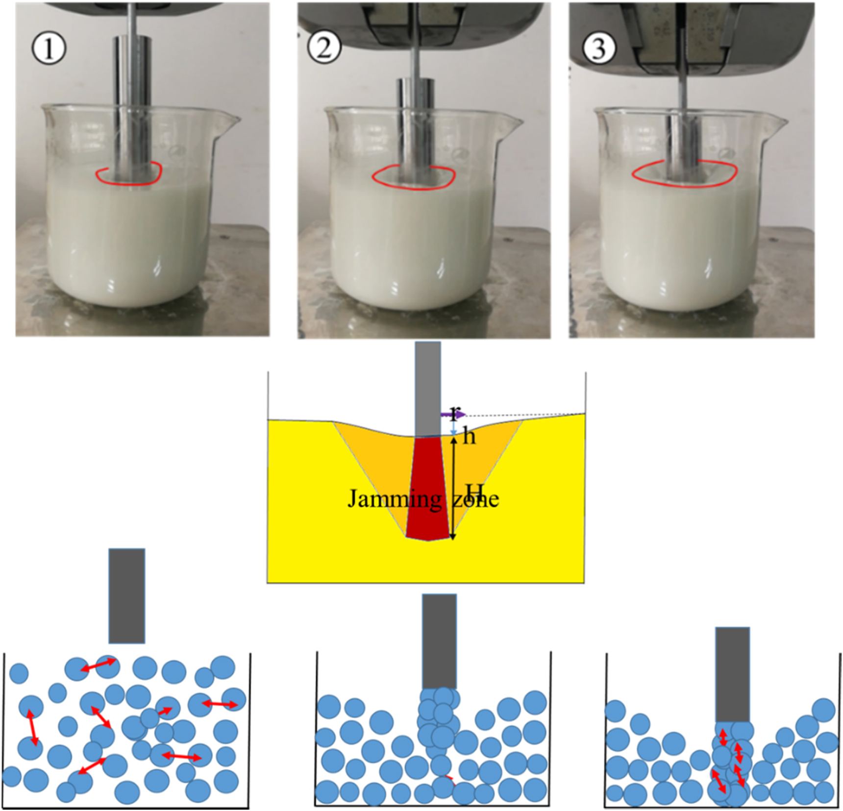 Study of mechanical property of shear thickening fluid (STF) for soft ...