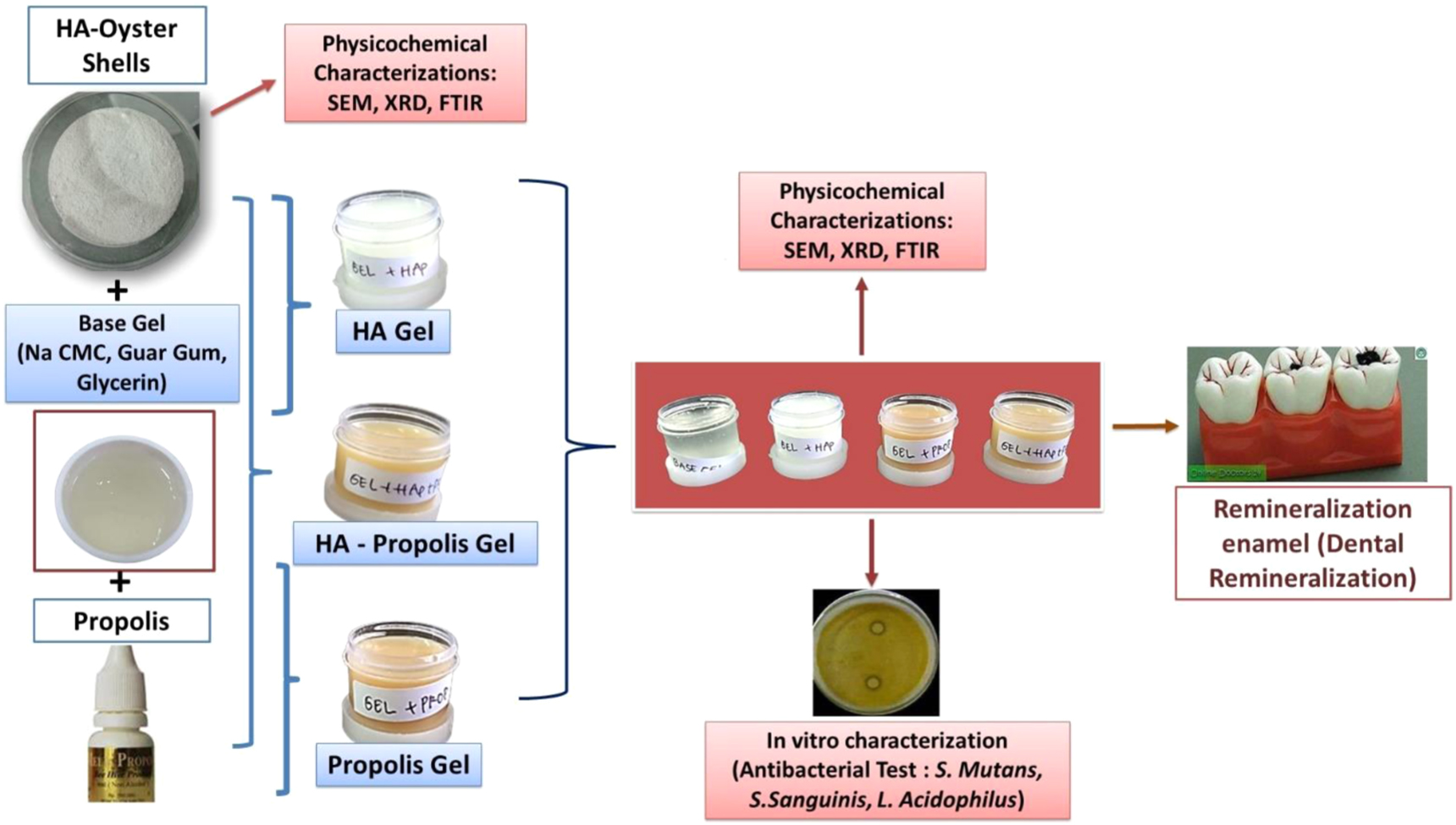Fabrication and characterization of HA-oyster shell based on biopolymer ...