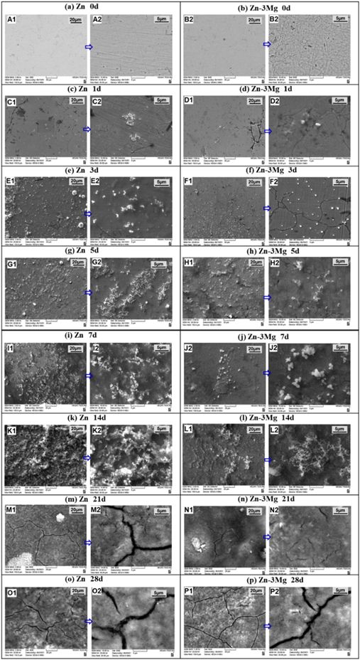 Effects of magnesium on microstructure, properties and degradation ...