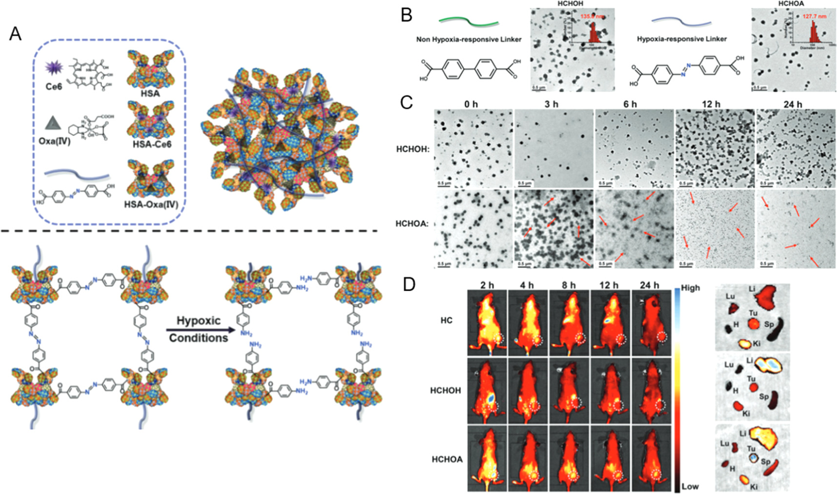 Recent advances in nano/micro systems for improved circulation ...
