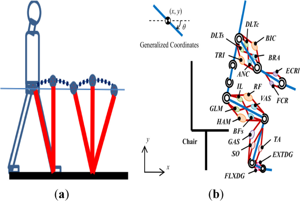 Decoupled optimal control of 3D biped for human voluntary motion ...
