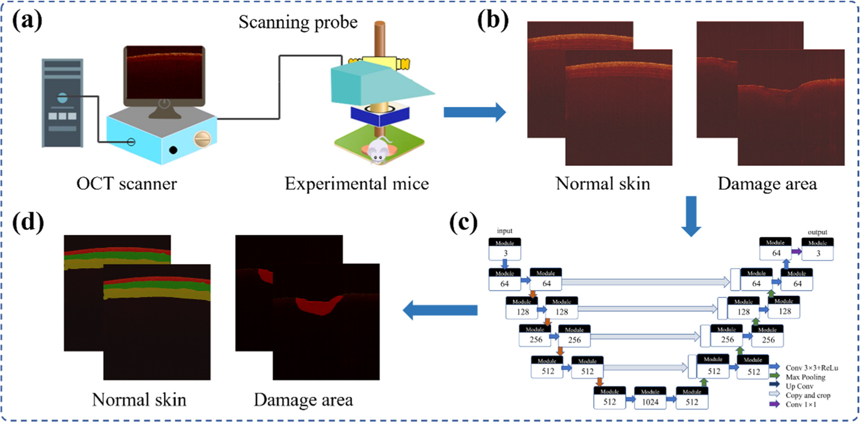 Segmentation and quantitative analysis of optical coherence tomography ...