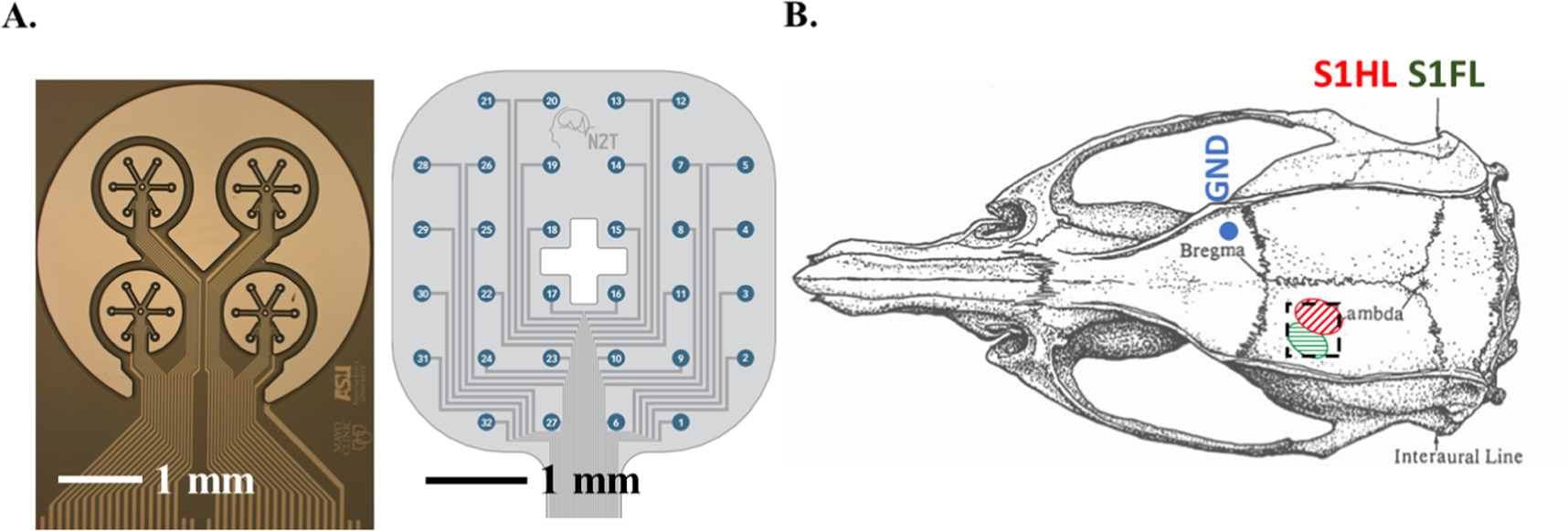 Development of a novel, concentric micro-ECoG array enabling ...