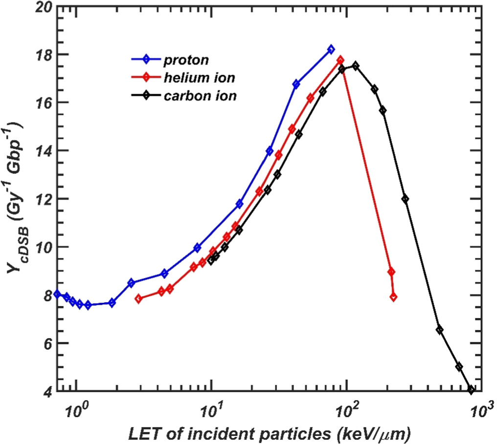 Radiation-induced DNA damage by proton, helium and carbon ions in human ...