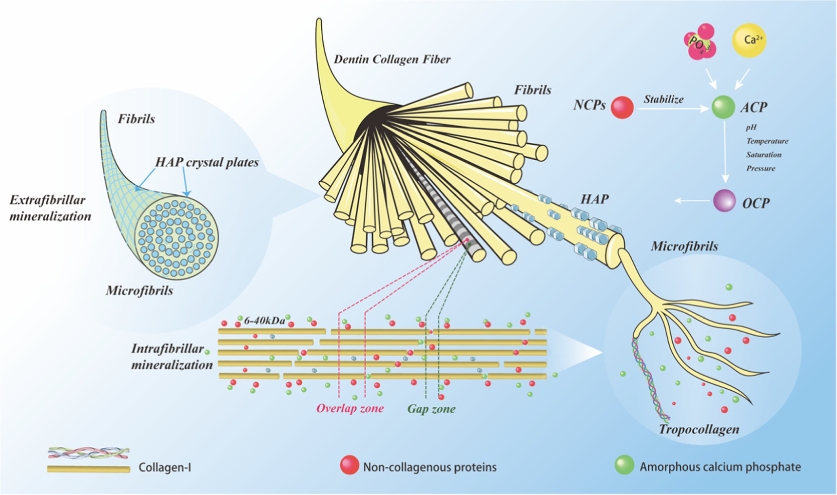 Non-collagenous protein analog-induced biomimetic mineralization ...