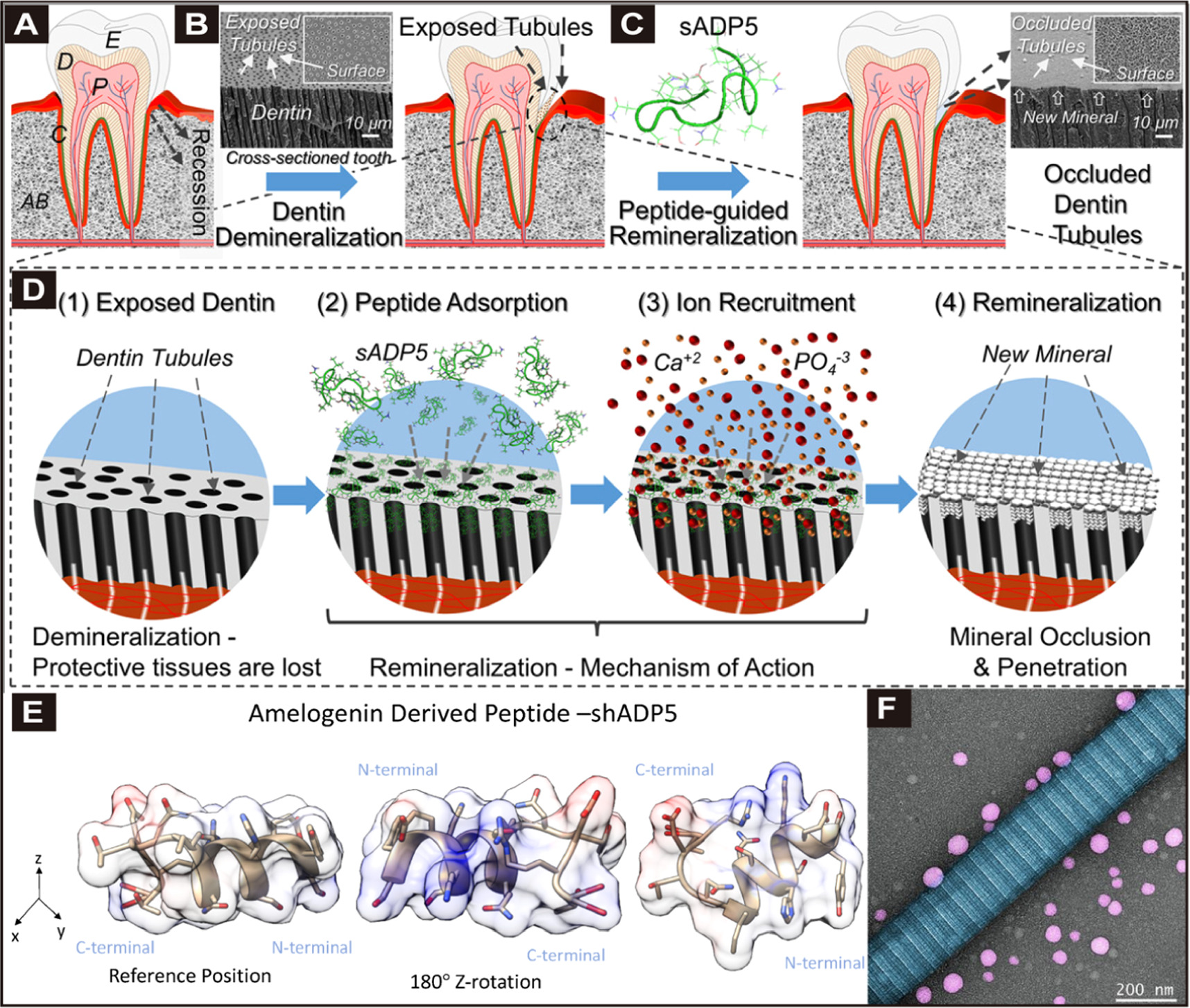Non-collagenous protein analog-induced biomimetic mineralization ...