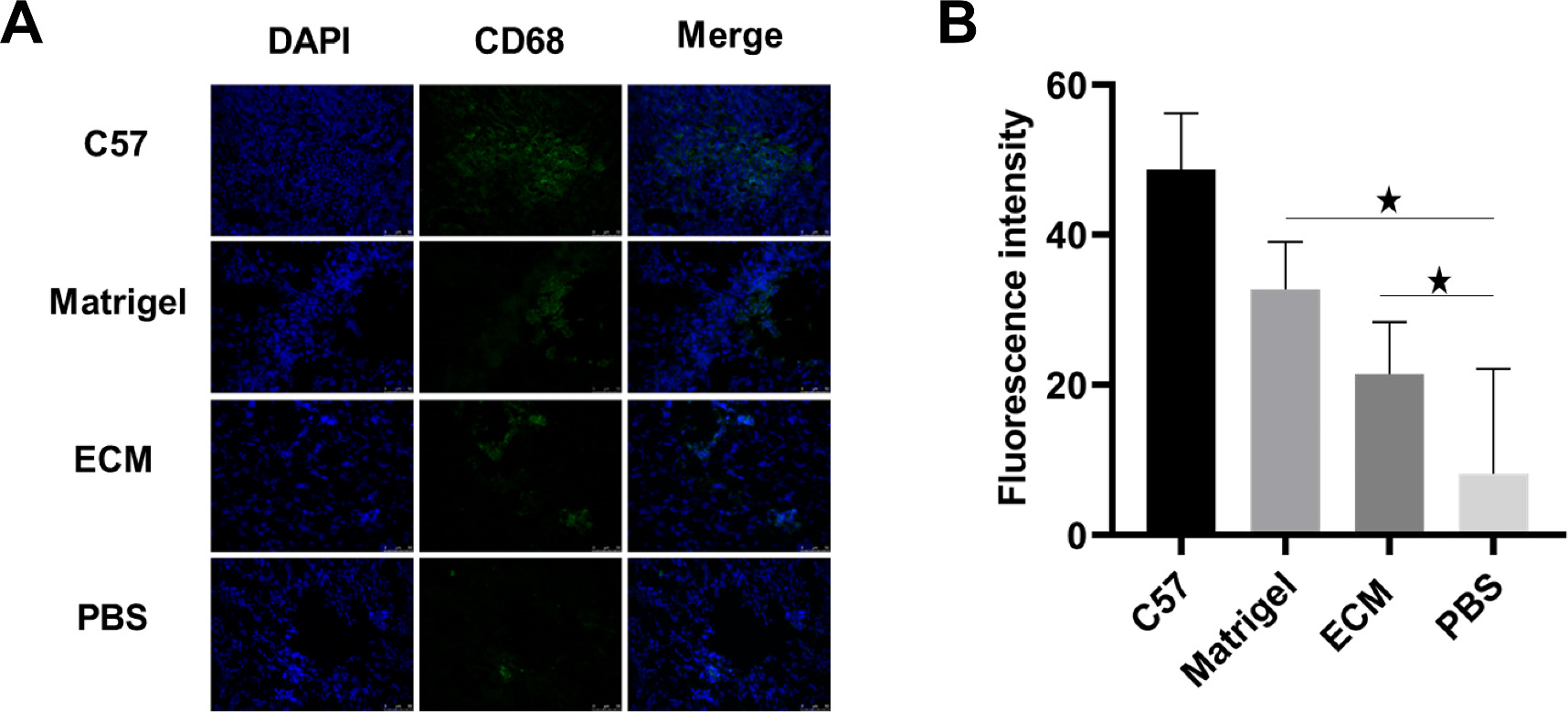 Pig-derived ECM-SIS provides a novel matrix gel for tumor modeling ...