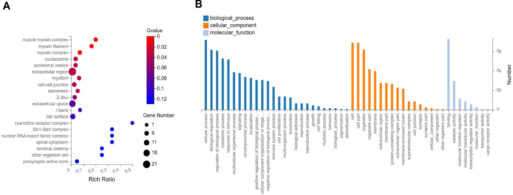 Pig-derived ECM-SIS provides a novel matrix gel for tumor modeling ...