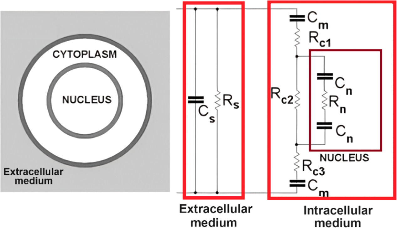 Biological cell response to electric field: a review of equivalent ...