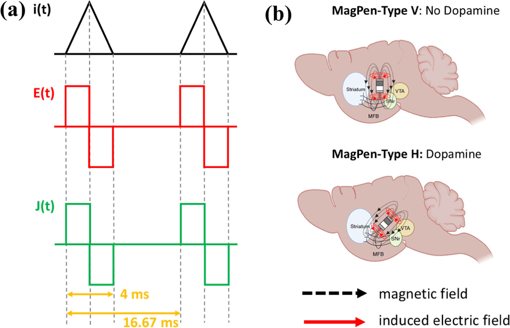 Micromagnetic stimulation (μMS) controls dopamine release: an in vivo ...