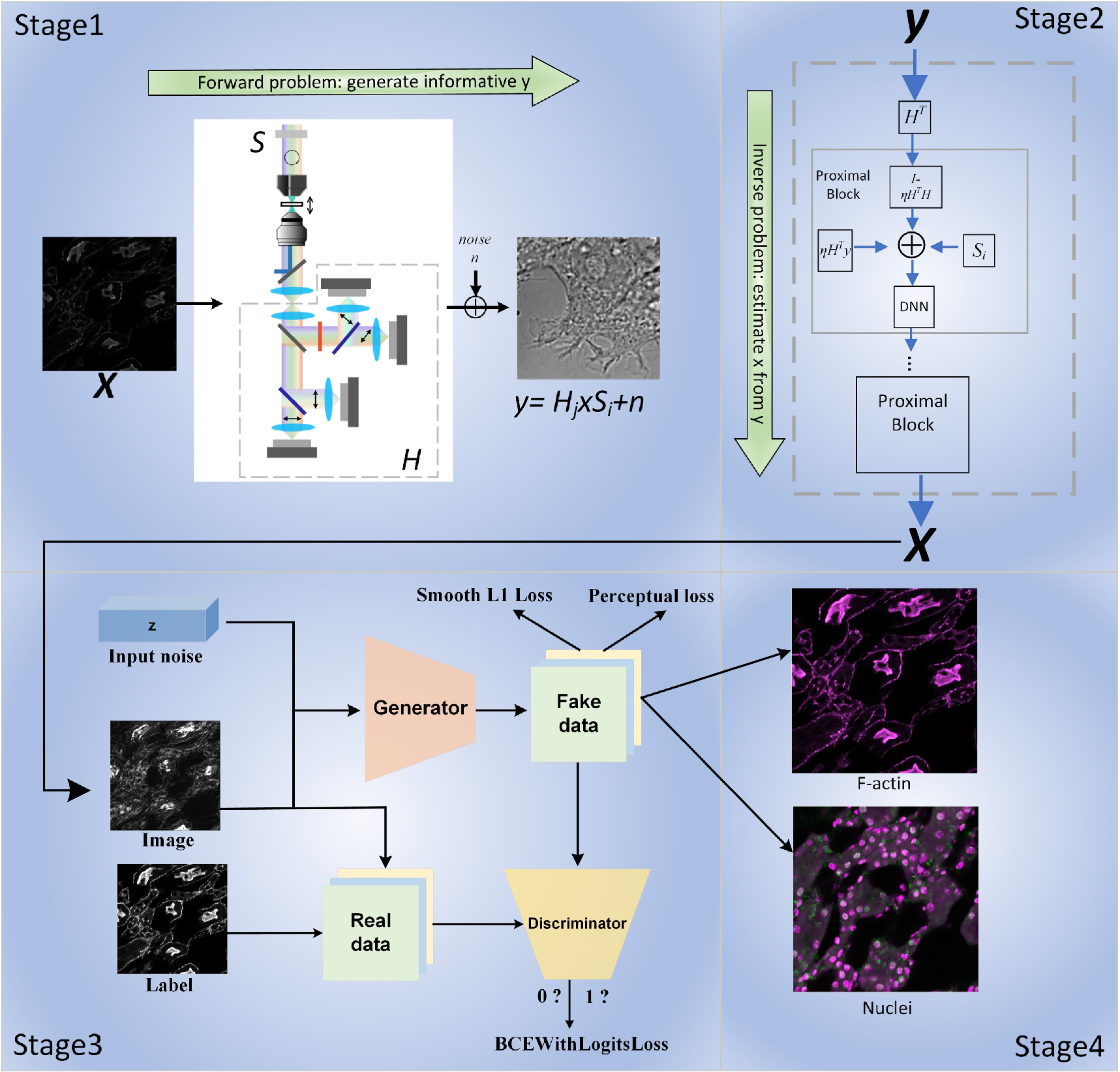 Architectural order identification across label-free living cell ...