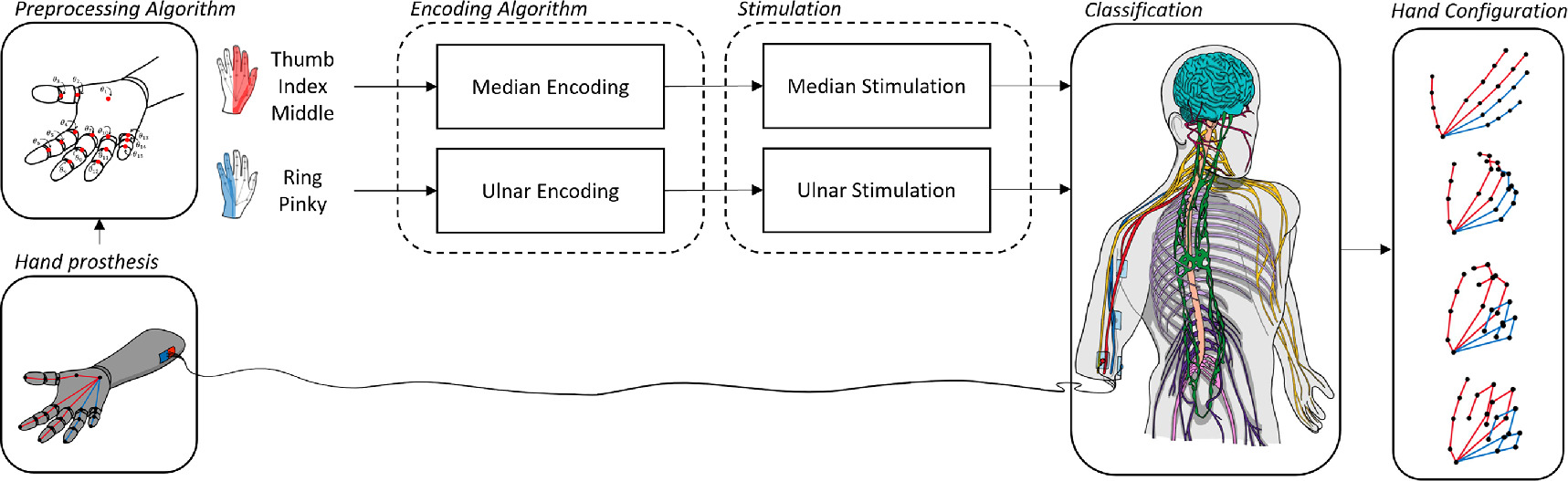 Somatotopic non-invasive proprioceptive feedback strategy for ...