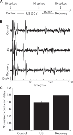 In vitro multichannel single-unit recordings of action potentials from ...