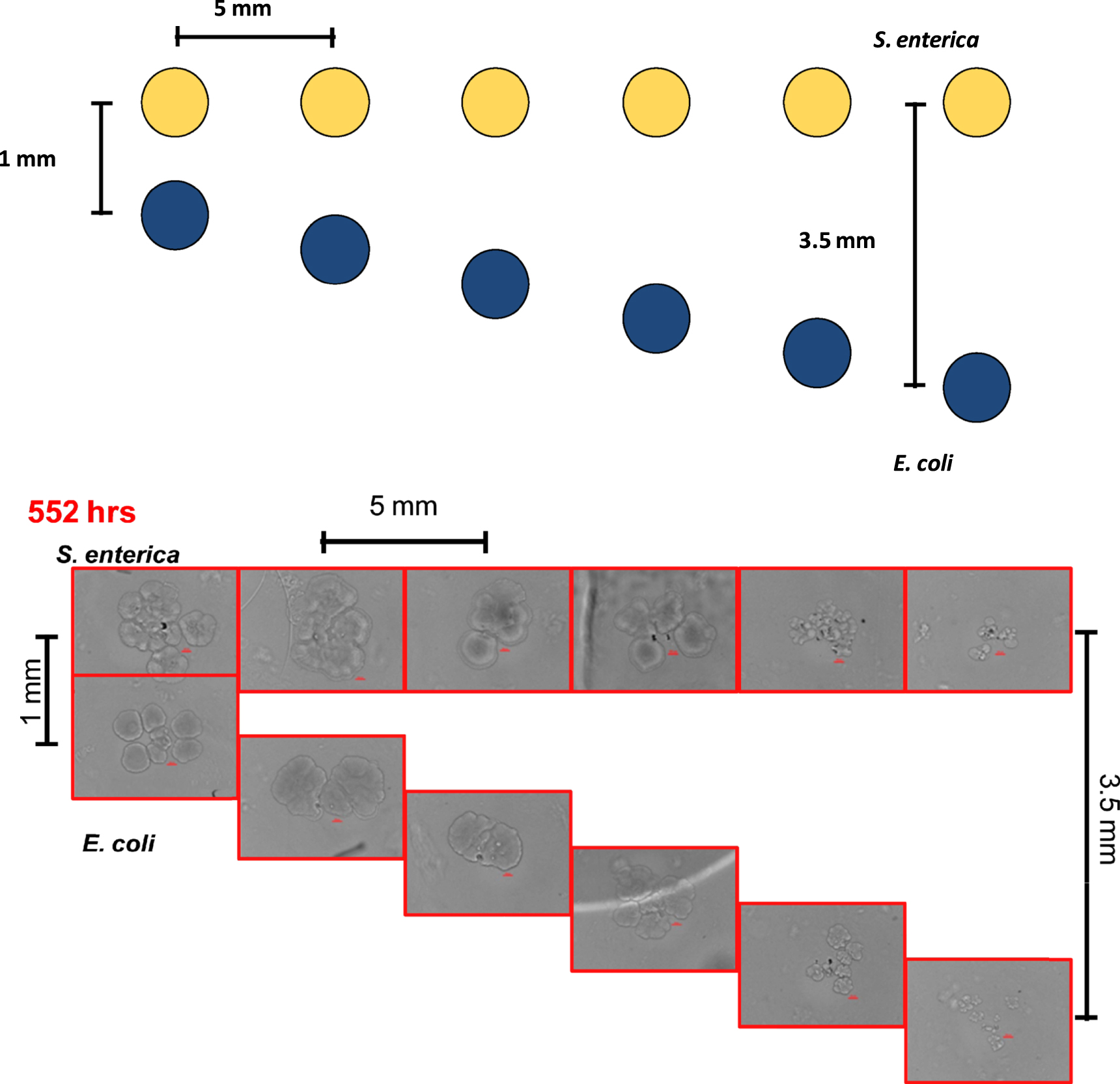 Bioprinting microbial communities to examine interspecies interactions ...