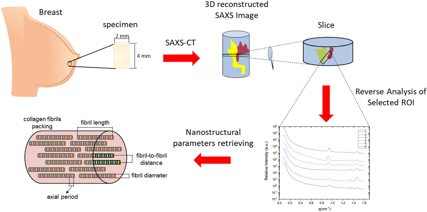 SAXS-CT: a nanostructure resolving microscopy for macroscopic biologic ...