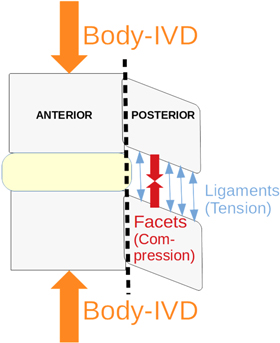 Development of a finite element biomechanical whole spine model for ...