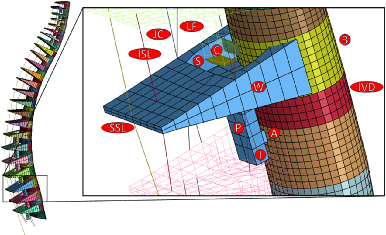 Development of a finite element biomechanical whole spine model for ...