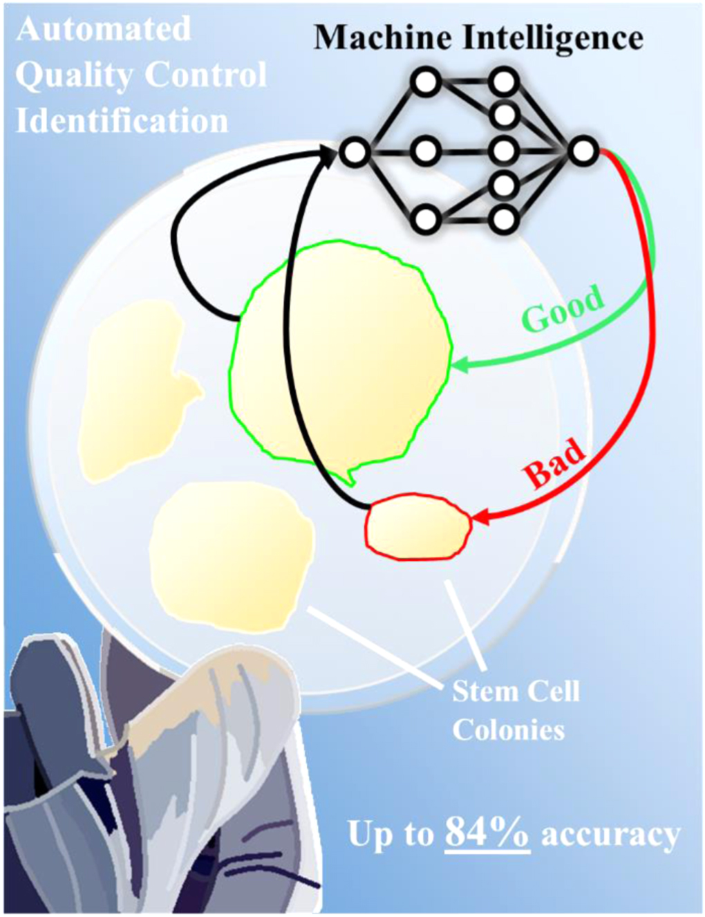 The future of bone regeneration: integrating AI into tissue engineering ...