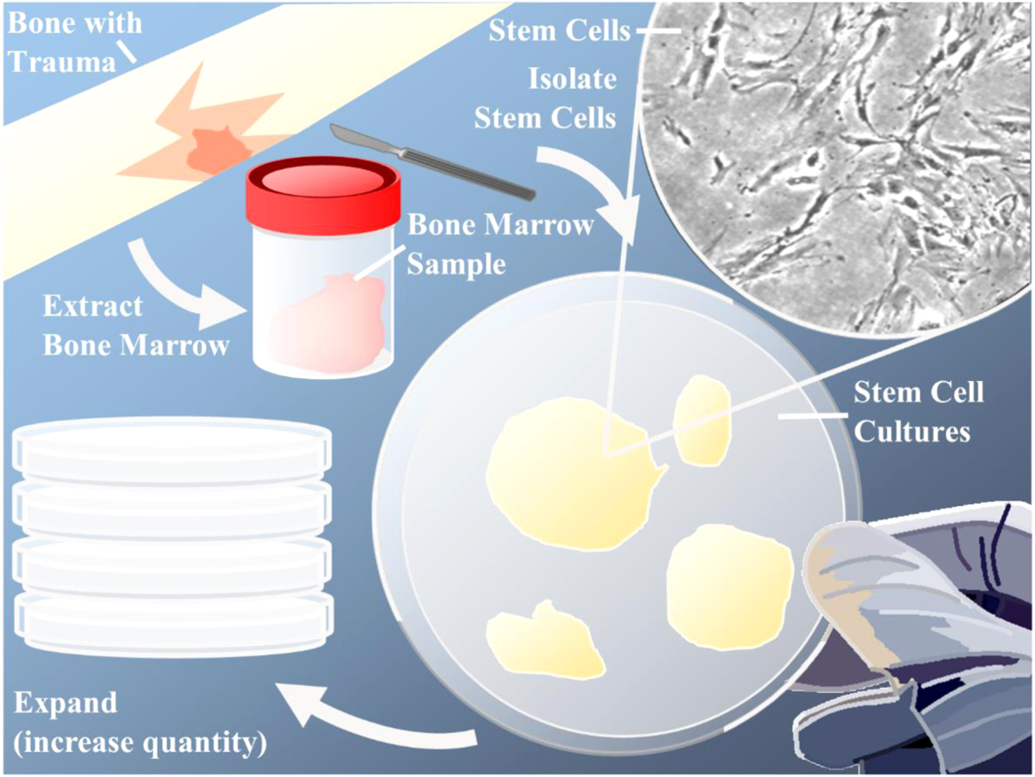 The future of bone regeneration: integrating AI into tissue engineering ...