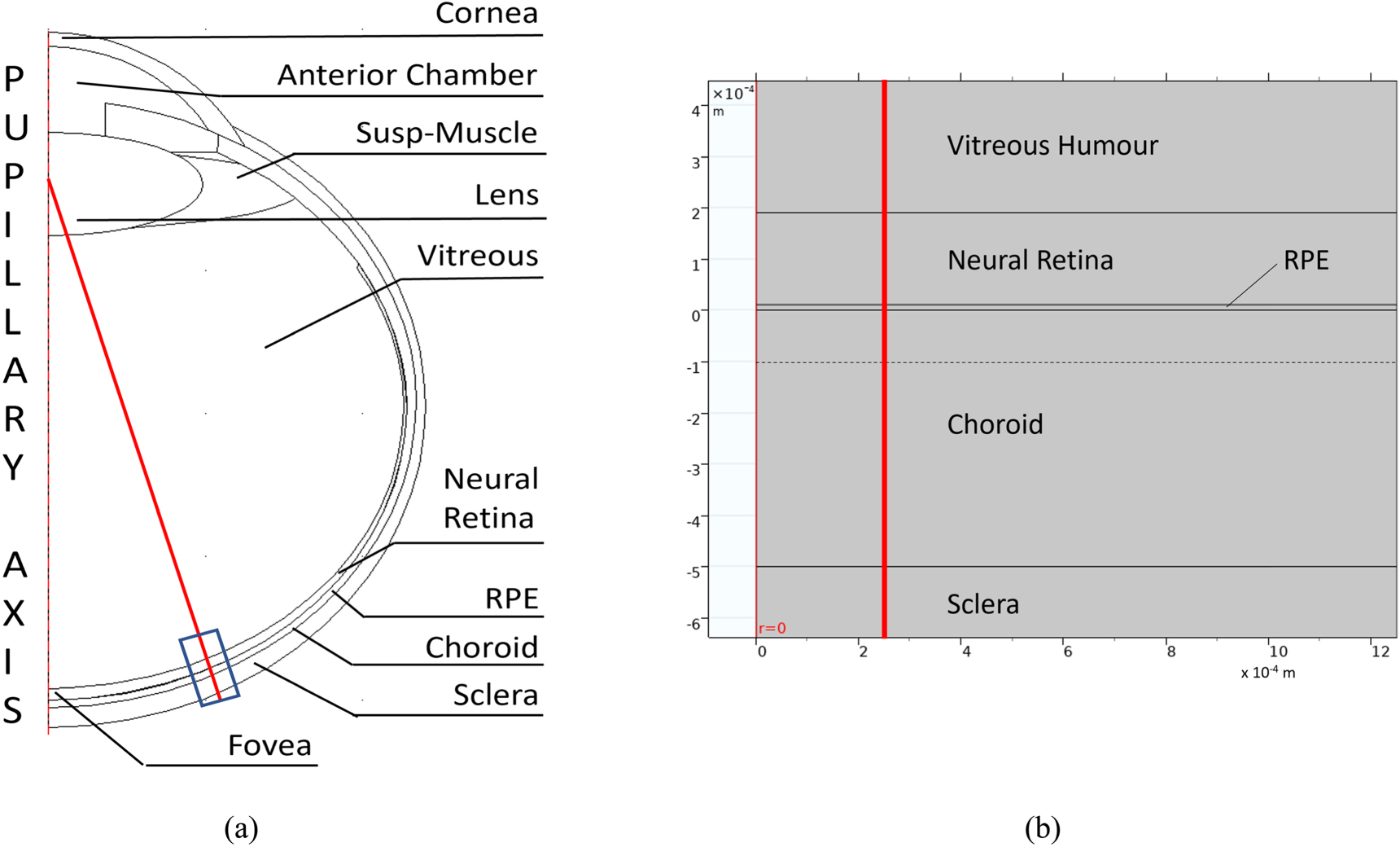 Heat transfer simulation in laser irradiated retinal tissues - IOPscience