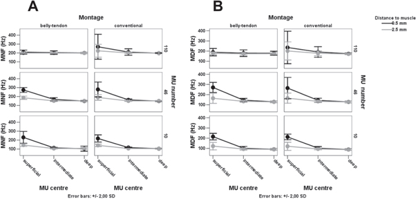 Motor unit placement in a realistic muscle cross section model ...