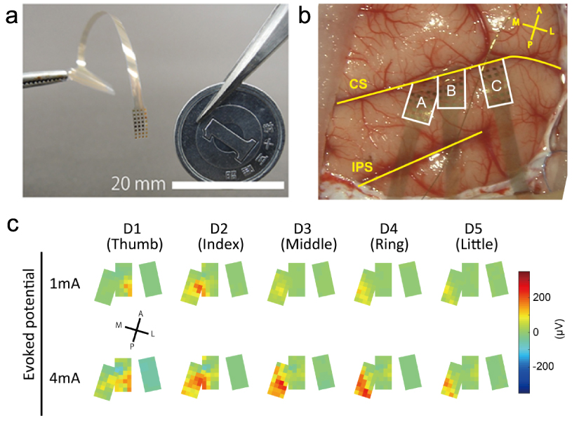 Flexible neural interfaces for brain implants—the pursuit of thinness ...