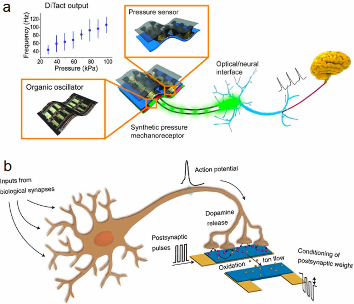 The 2021 flexible and printed electronics roadmap - IOPscience