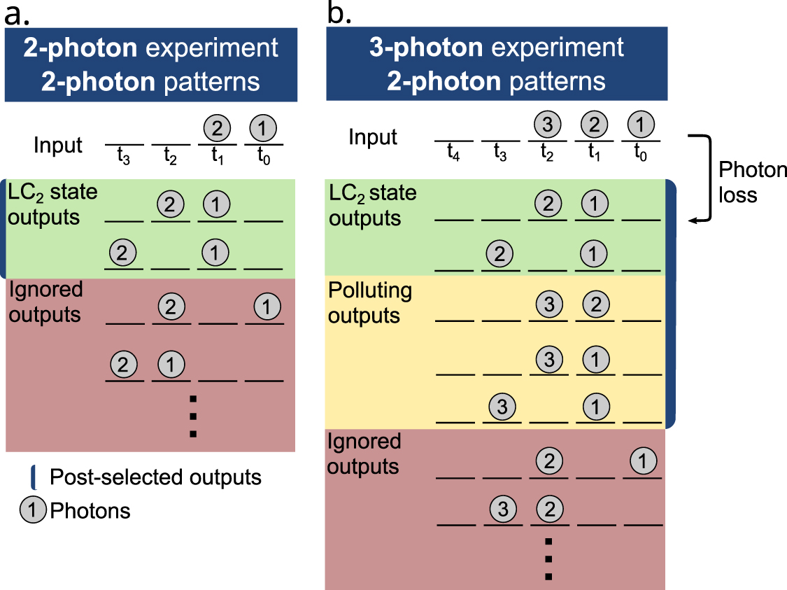 Monitoring the generation of photonic linear cluster states with ...