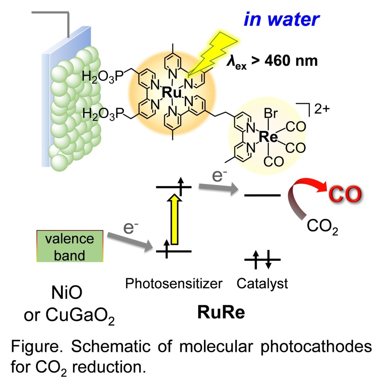 (Invited) Development of Molecular Photocathodes Based on Metal Complex ...