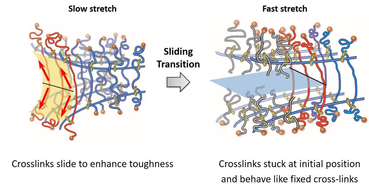 (Invited) Sliding Dynamics and Mechanical Properties of Slide-Ring Gels ...