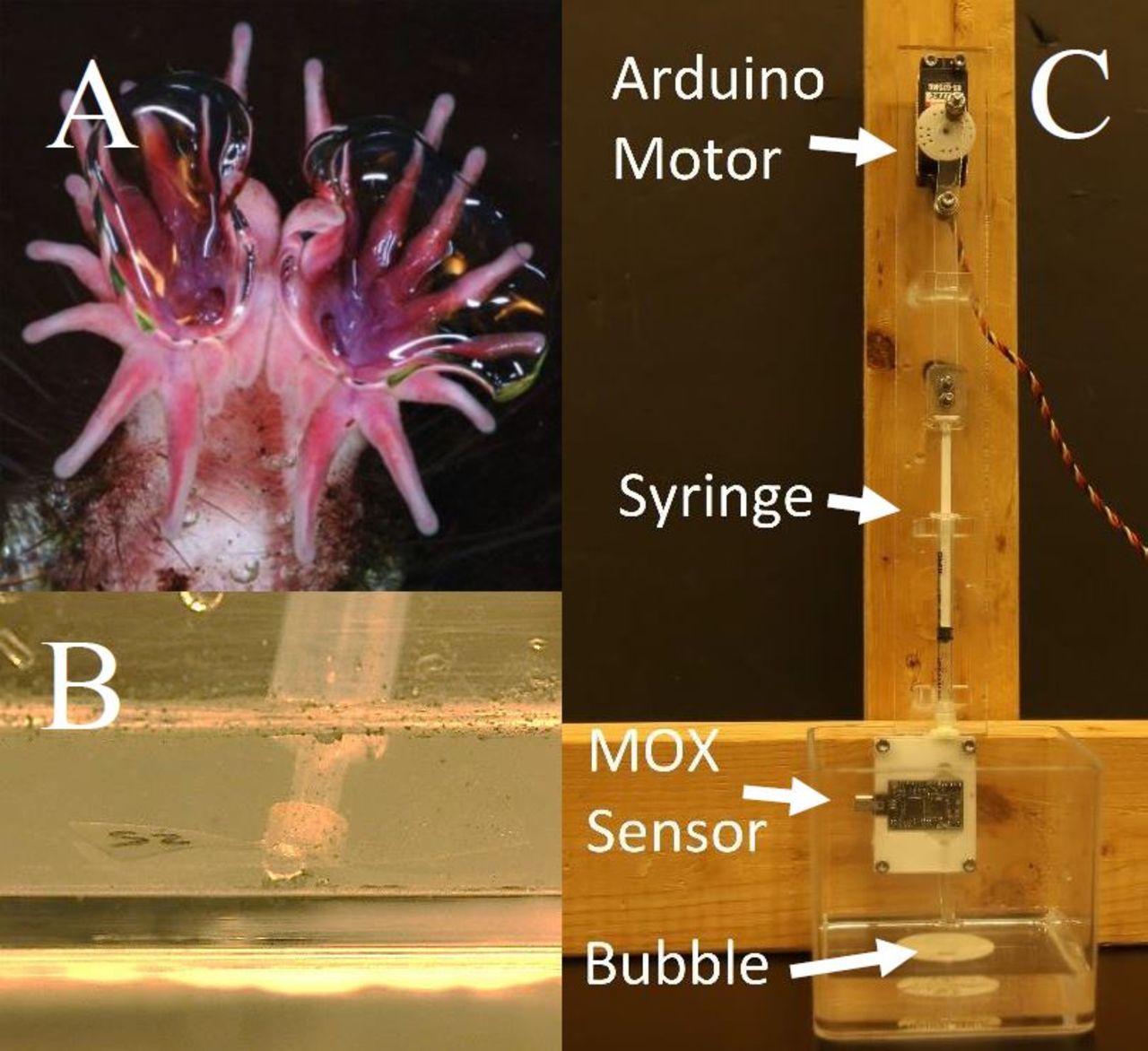 Towards Gas Sensors for Aquatic Chemical Sensing Inspired By the Star ...