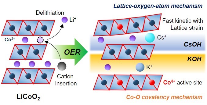 Alteration of Oxygen Evolution Mechanisms in Layered LiCoO2 Structures ...