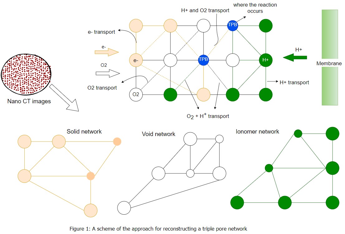 Triple-Phase Pore Network for Oxygen and Proton Transport Model in the ...