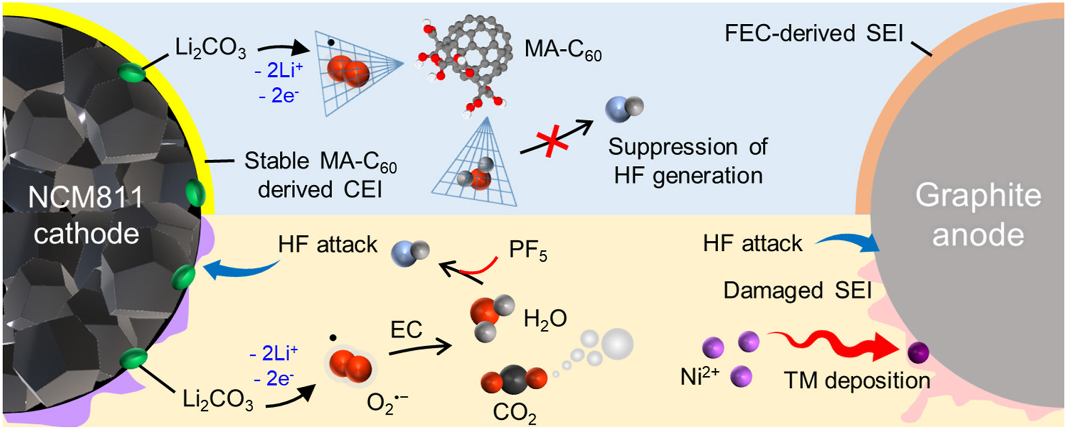 Malonic-Acid-Functionalized Fullerene Enables the Interfacial ...