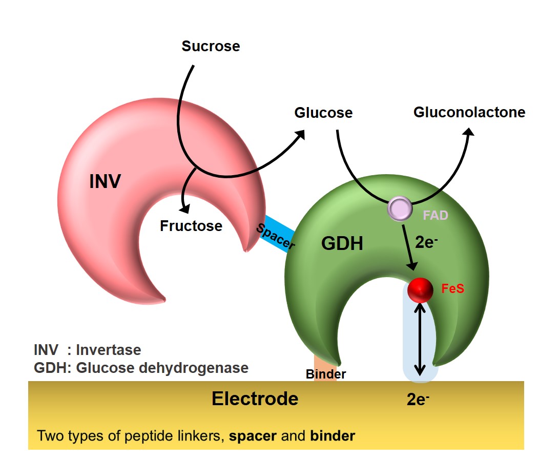 Construction of Solid Binding Peptide (SBP)-Fused Non-Native Chimeric ...