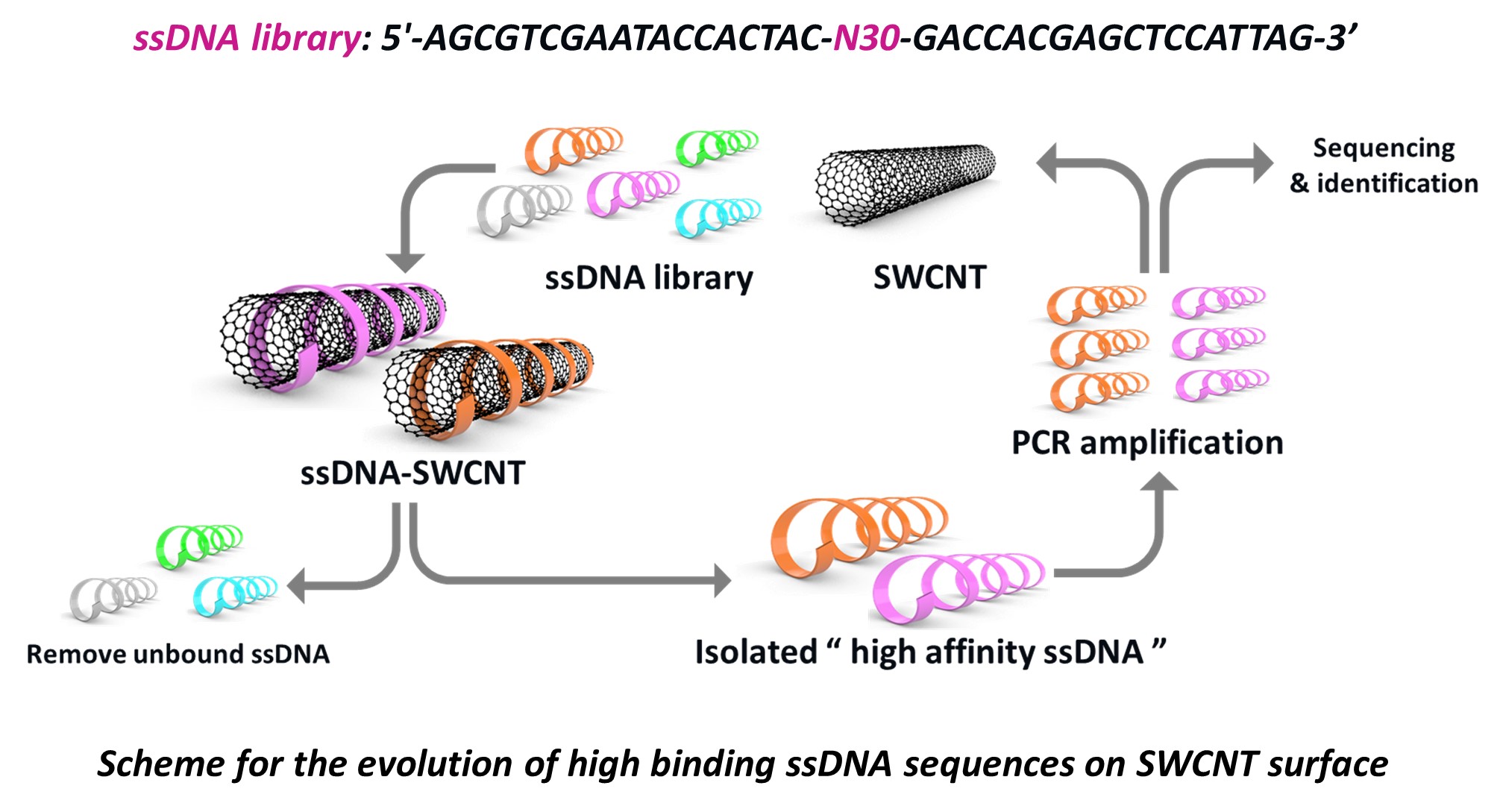 Evolution of High-Affinity ssDNA Sequence to Carbon Nanotube - IOPscience