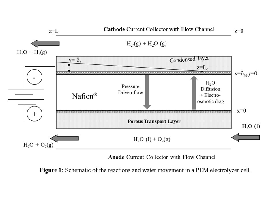 Modeling Water Transport in Polymer Electrolyte Membrane Electrolyzers ...