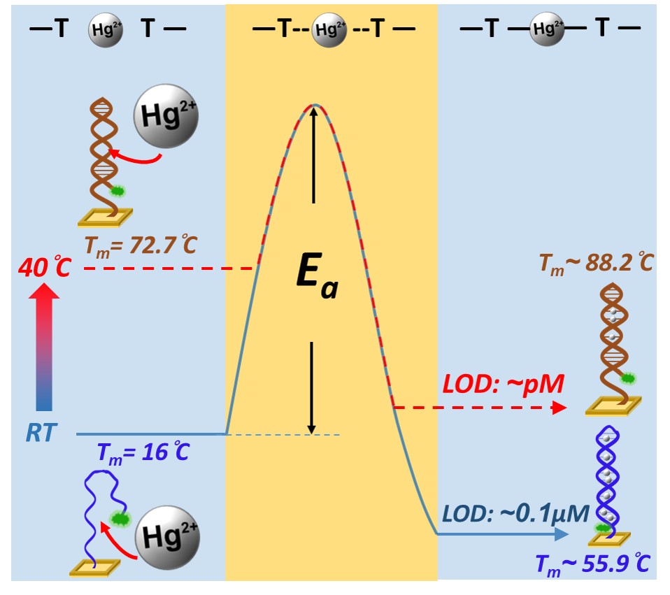 Investigation of Temperature-Dependent Sensitivity of Aptamer-Based ...