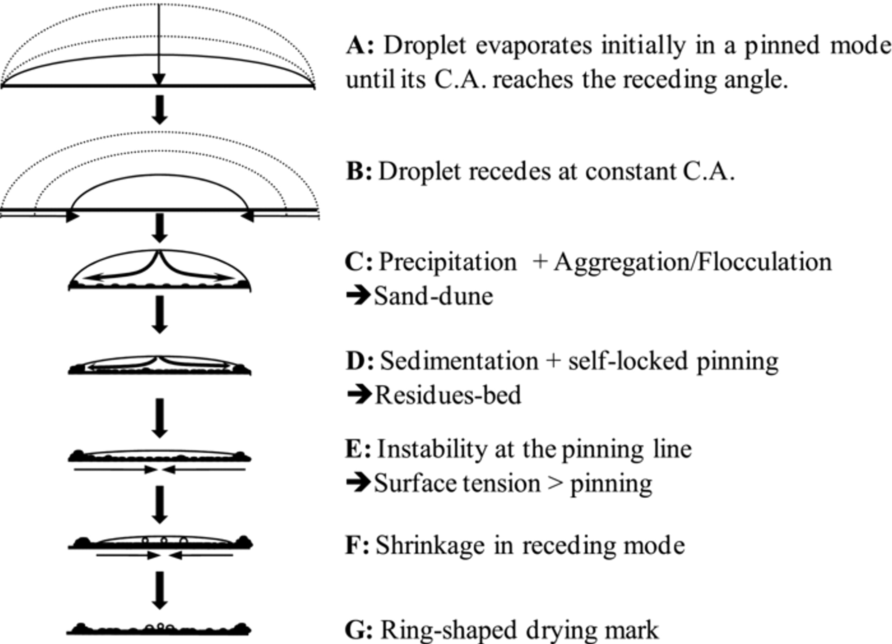 Dynamics of the Drying Defects Left by Residual Ultra-Pure Water ...