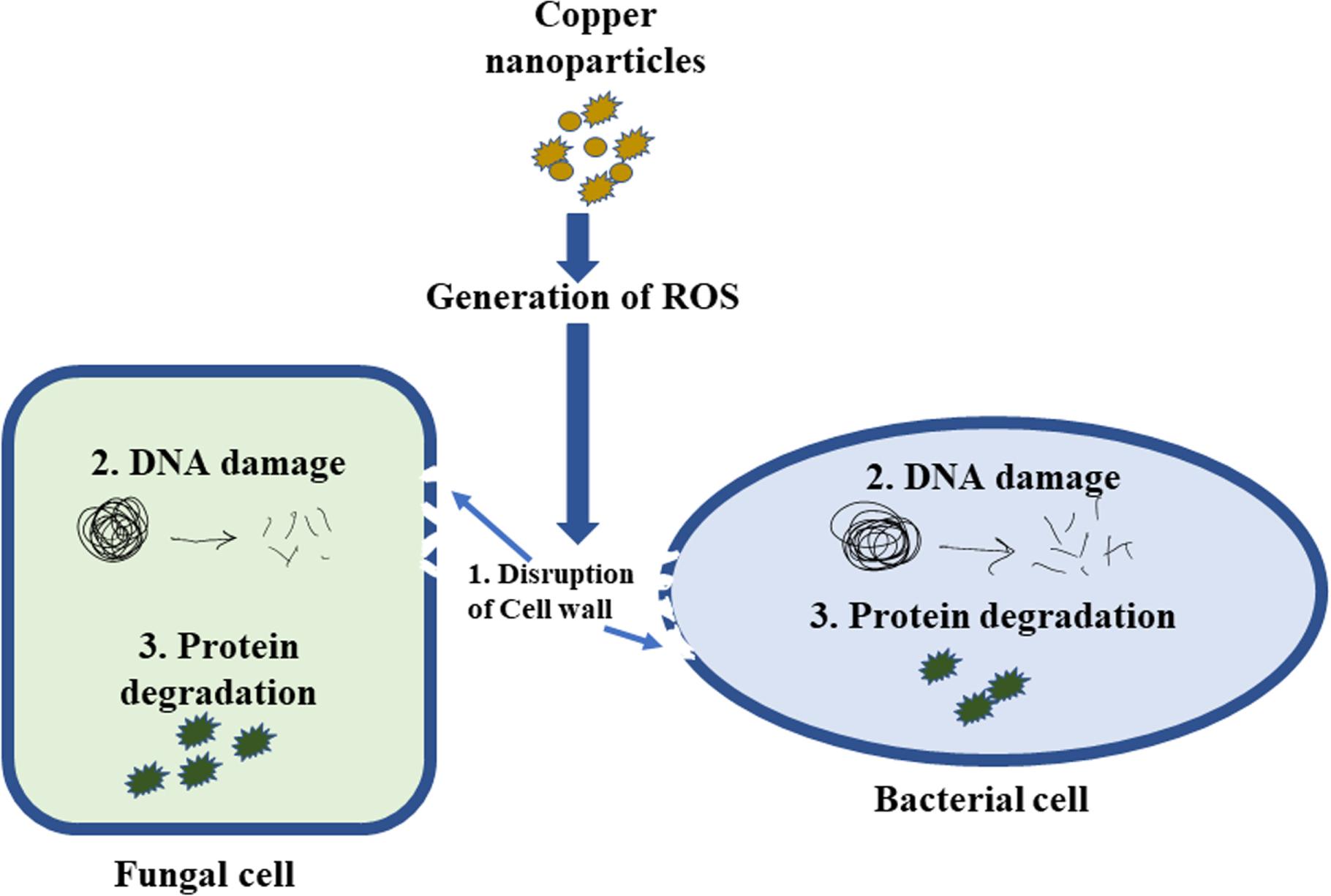 Review—Multifunctional Copper Nanoparticles: Synthesis and Applications ...
