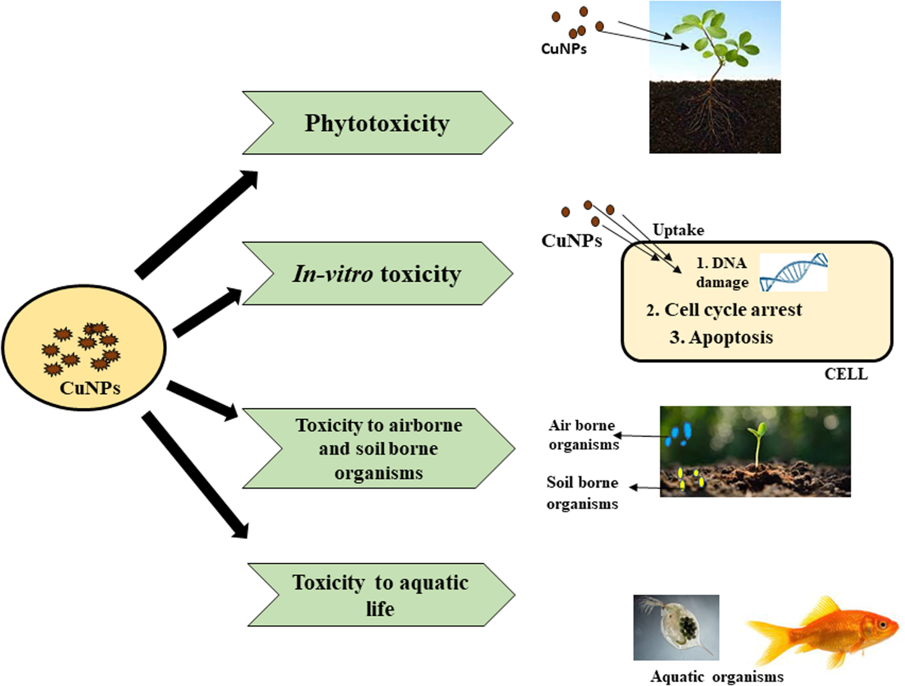 Review—Multifunctional Copper Nanoparticles: Synthesis and Applications ...
