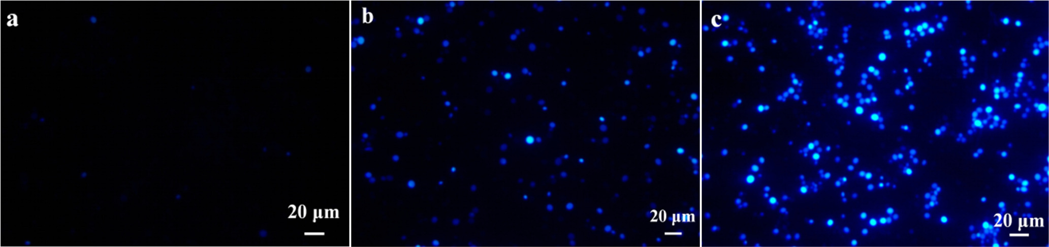 Preparation of Highly Luminescent Carbon Quantum Dots and Study of ...