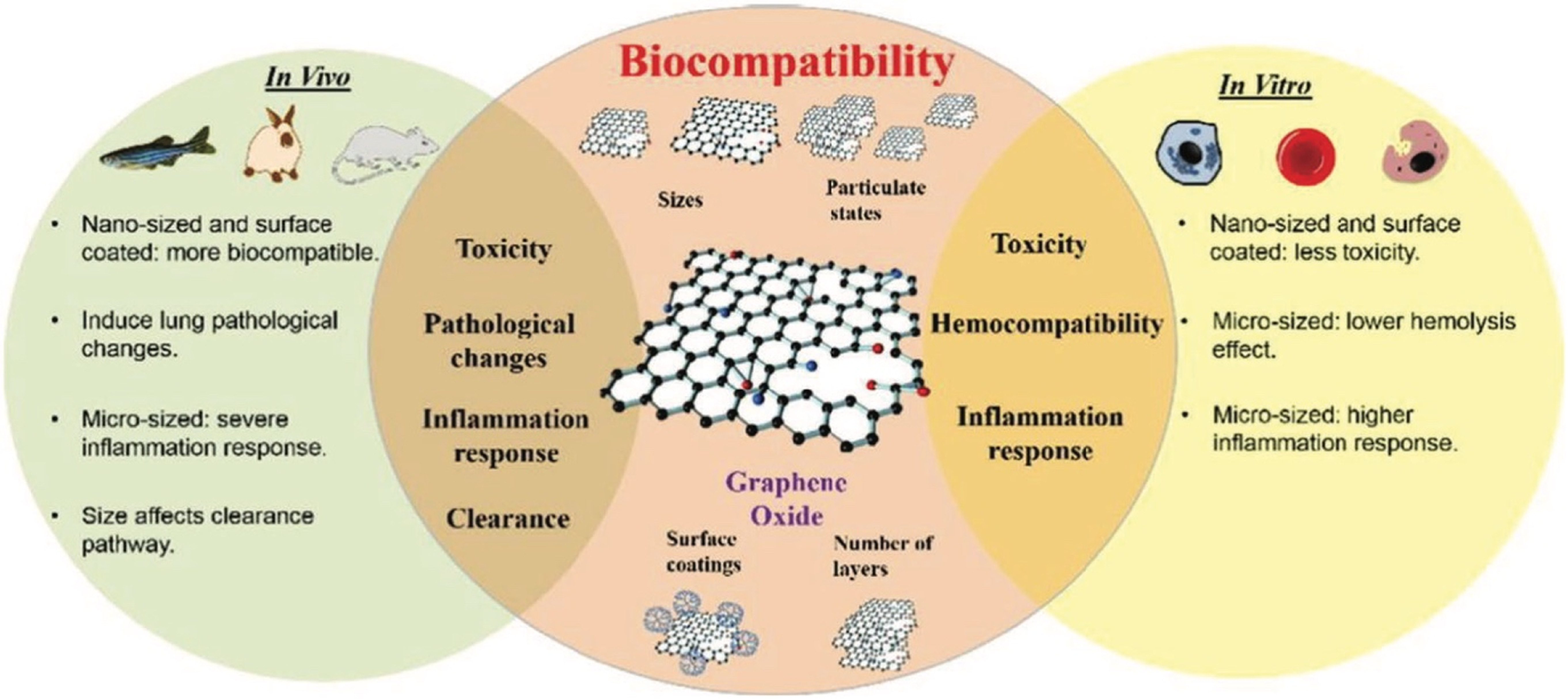 Graphene as a Biomedical Material: Potentials and Perspectives - IOPscience
