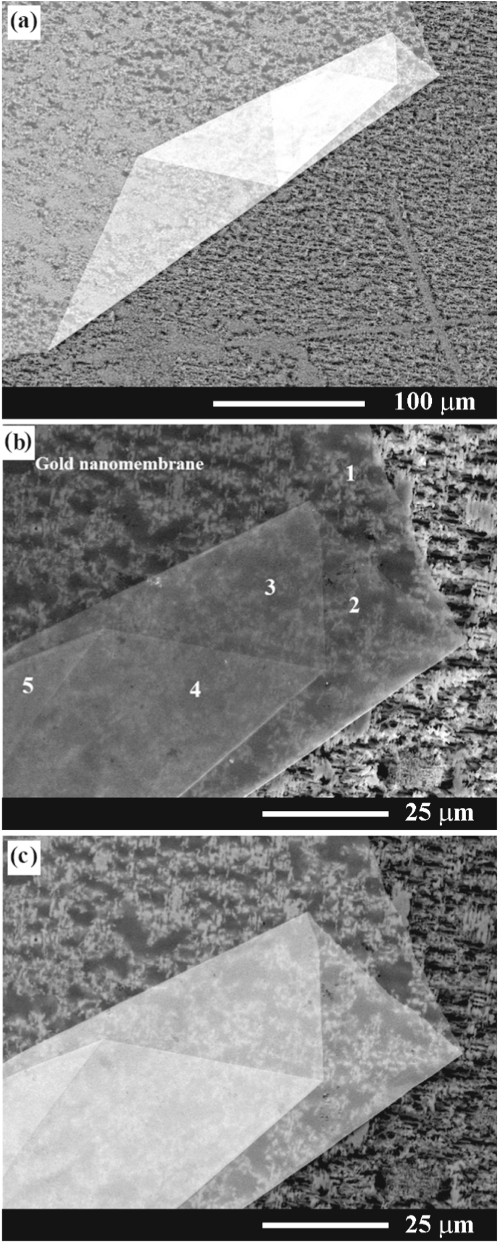 Free-Standing Large-Area Nanoperforated Gold Membranes Fabricated by ...